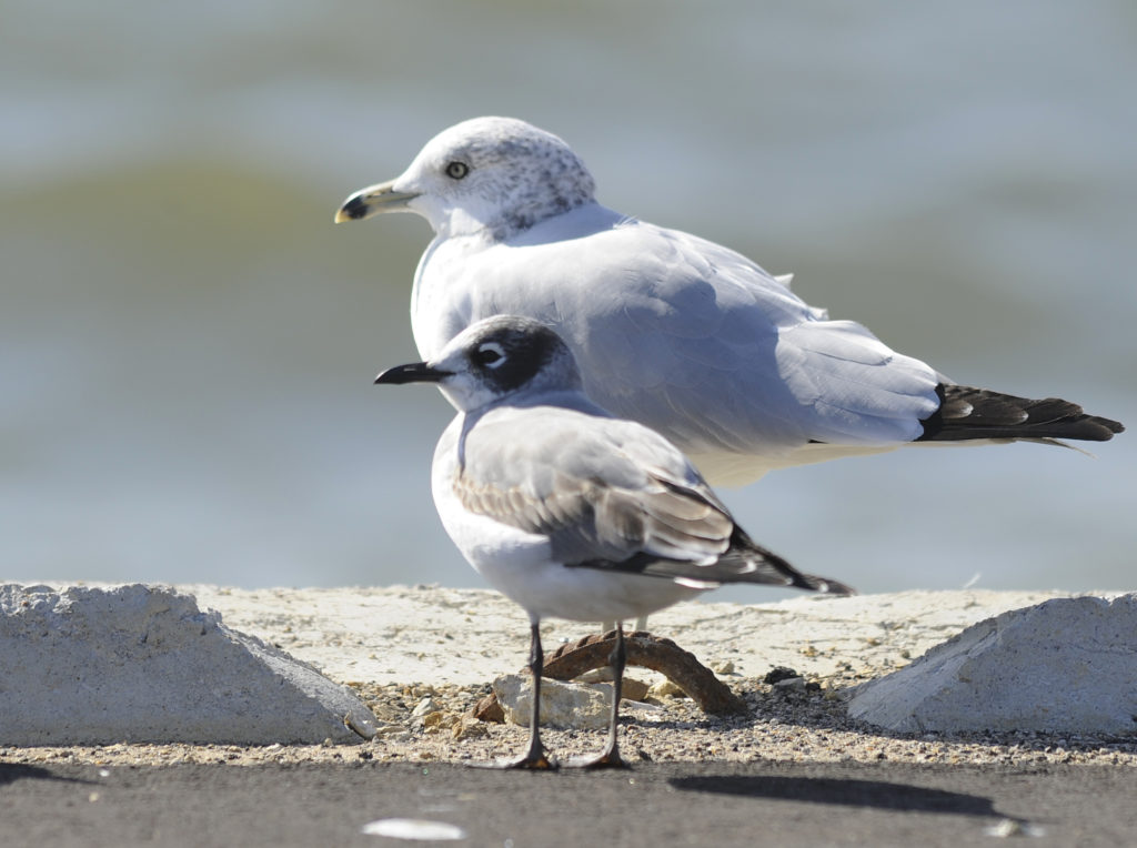 Gulls making their presence known in Lawrence | News, Sports, Jobs ...